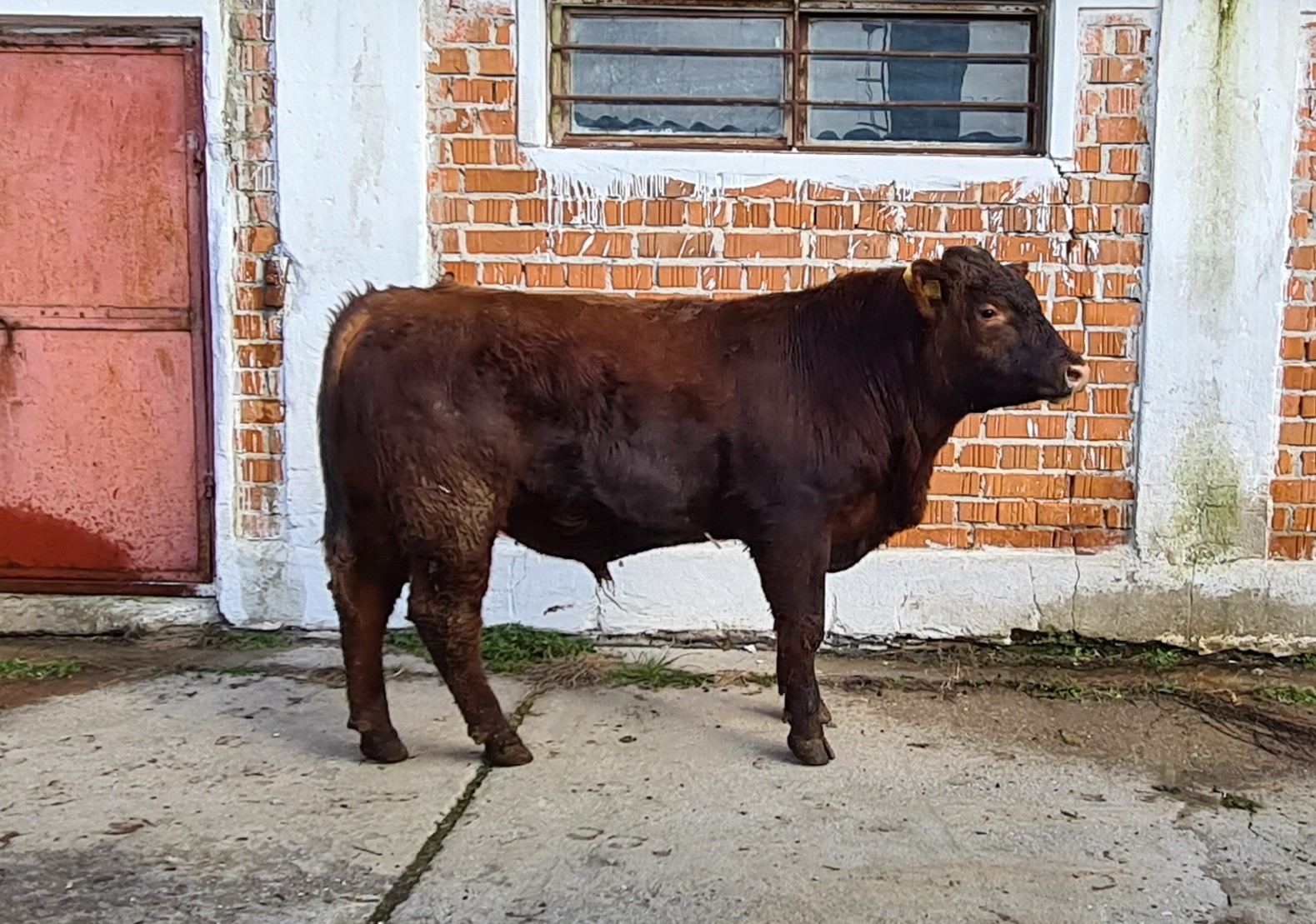 Mascul Aberdeen Angus Crotalie RO507008667692 - Aberdeen Angus