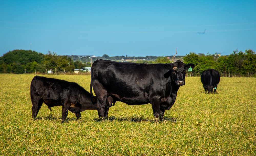 Gestatie la vaca. Etape si ingrijire in aceasta perioada