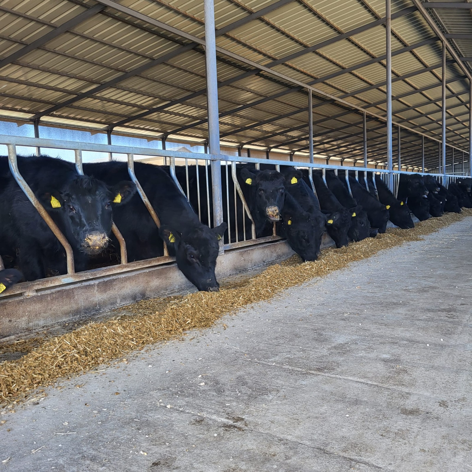 Lot juninci Aberdeen Angus - Aberdeen Angus