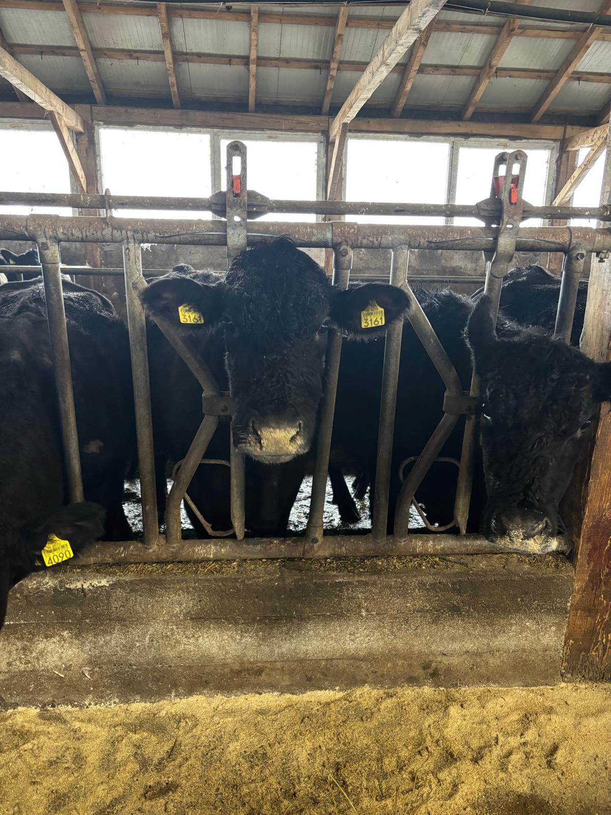 Lot Vaci gestante, taur reproducție Aberdeen Angus - Aberdeen Angus