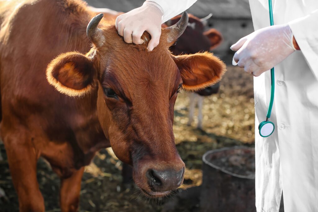 Encefalopatia Spongiformă Bovină (ESB): "Boala Vacii Nebune"