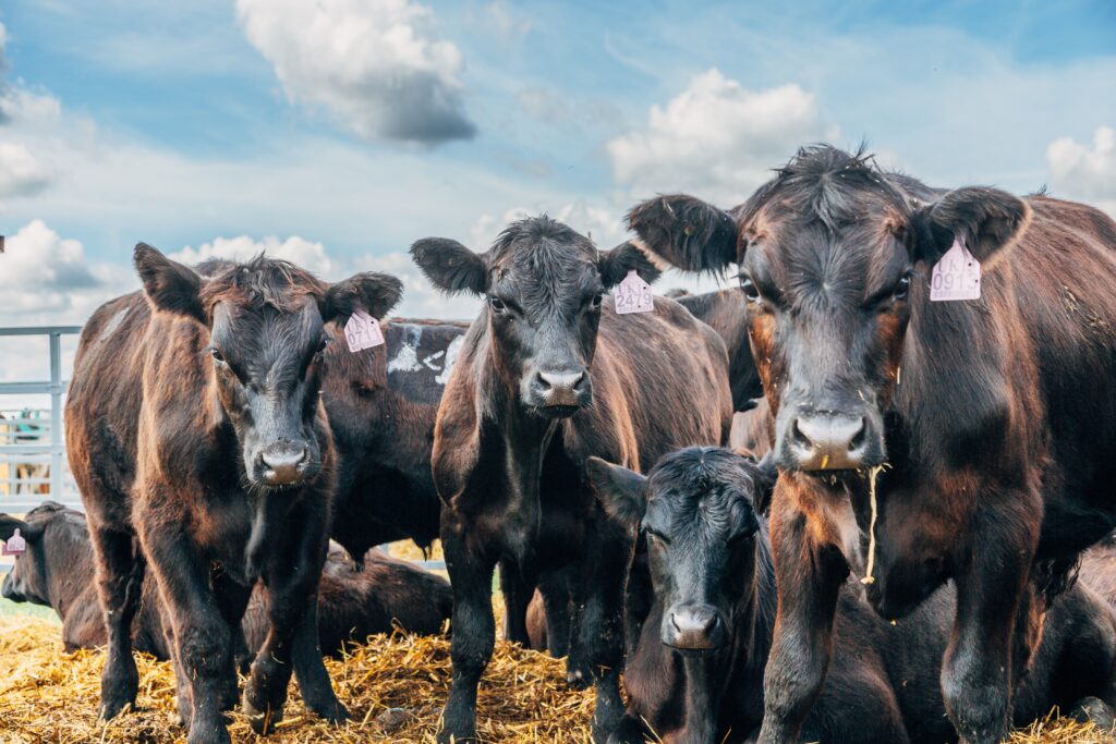 Tricofiția la Bovine: Cum îți Protejezi Cireada - Aberdeen Angus
